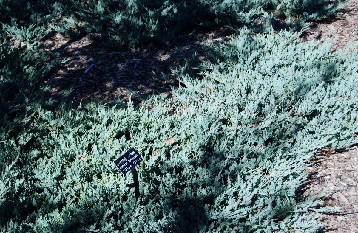 Juniperus Horizontalis Blue Chip
