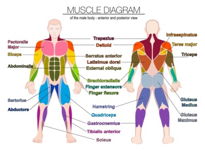 ANATOMY POSTER - life size full body colour coded new educational wall ...