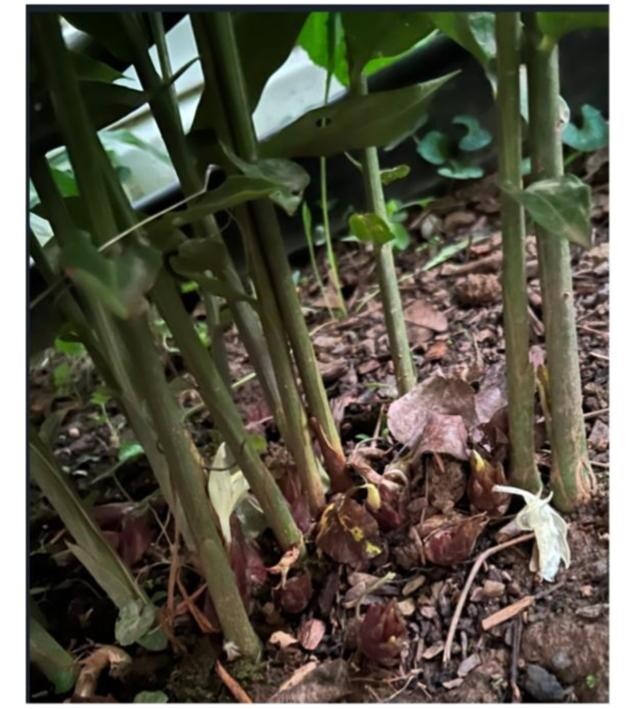 2 Live Myoga Ginger Plants (阳荷) For Planting –Edible & Ornamental ...