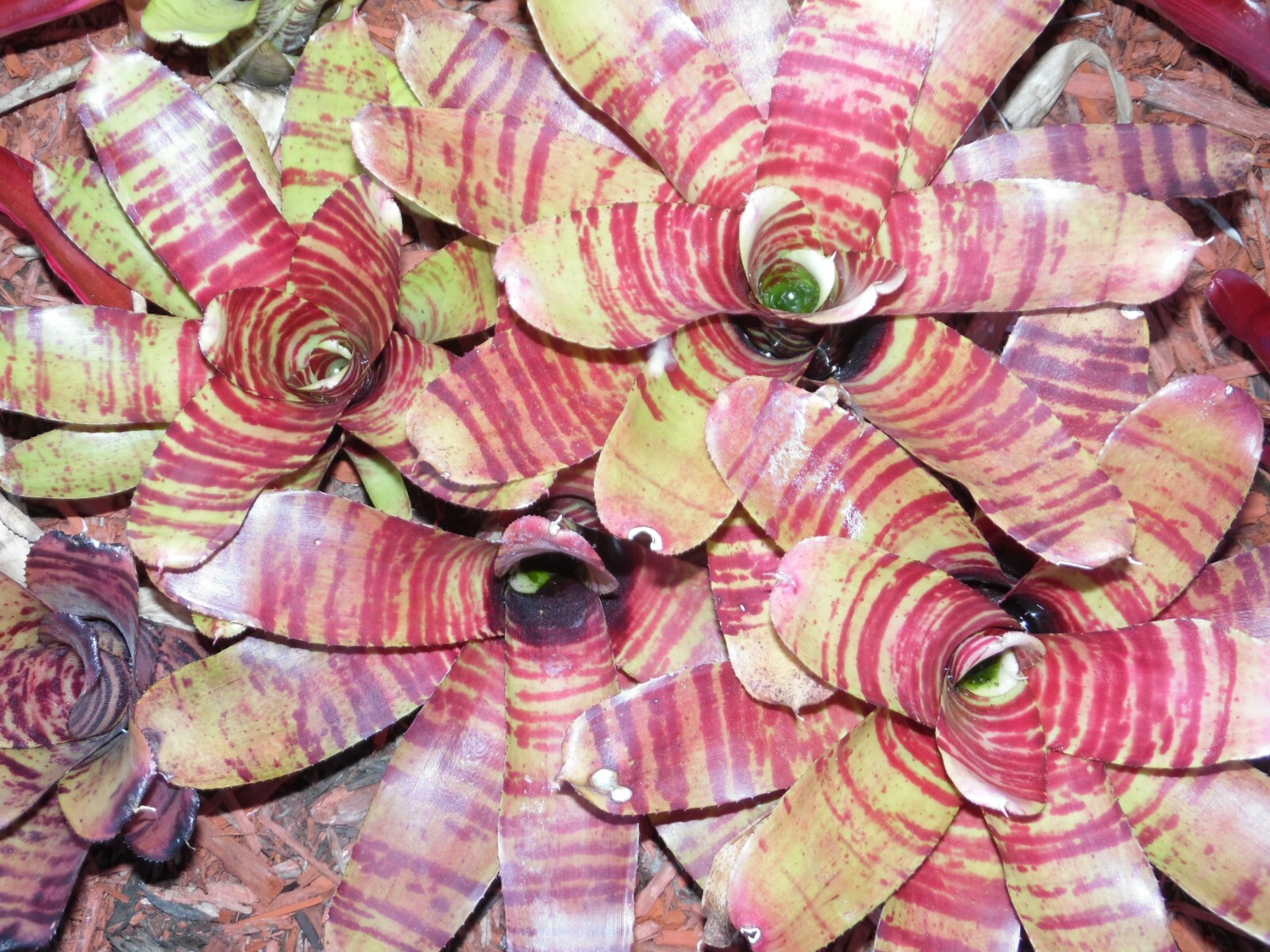 Neoregelia BLUSHING TIGER Bromeliad one tropical plant *MEDIUM* | eBay