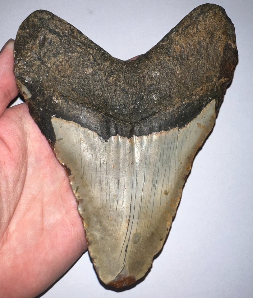 MONSTER MEGALODON Fossil Shark Tooth 6.41 INCHES! NO REPAIR! | eBay