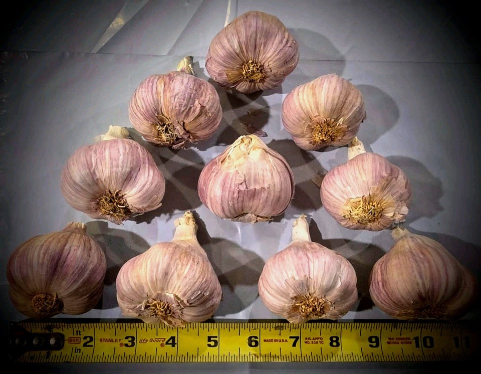 3 Garlic Bulbs Italian Purple Stripe Bulb for Planting Organic Best ...
