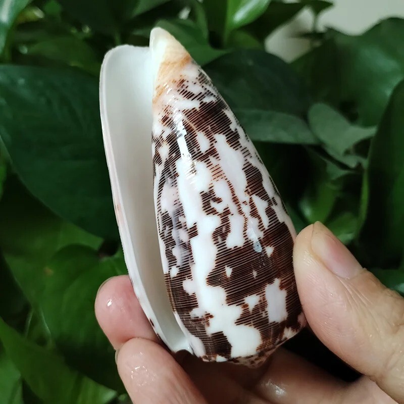 Large Conus Striate Cone Natural Seashell Rare Real Beach Home Decor 3 ...