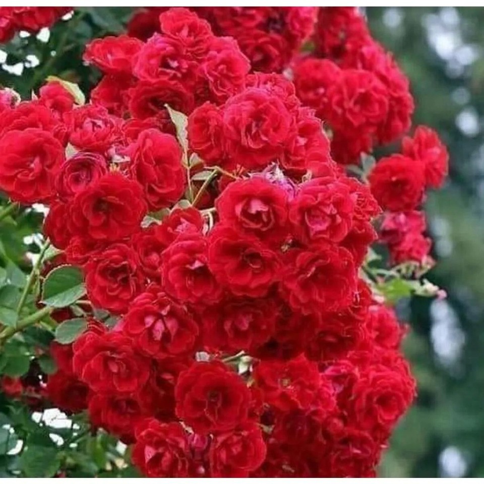Red Standard Rose Tree Scarlet Weeping Bare Root 120-130cms tall Garden ...