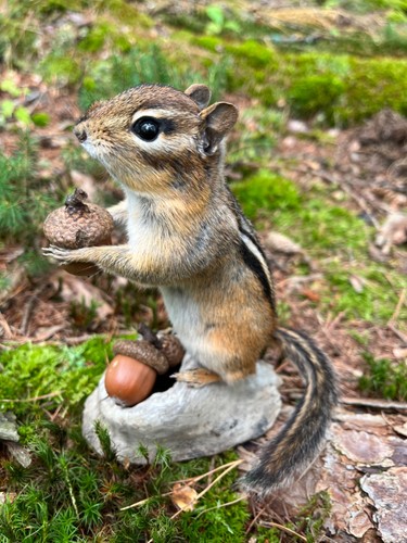 Chipmunk Taxidermy, Eastern Chipmunk Mount, Squirrel Taxidermy, Nature ...