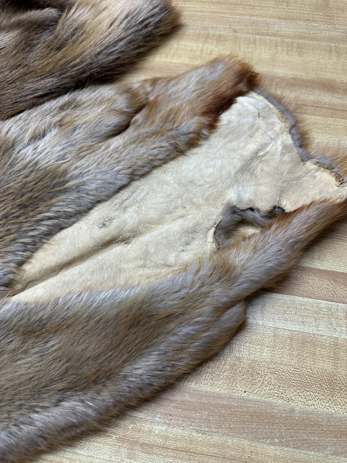 Tanned Beaver Hide Cased { Natural } Older Tan Reduced Damaged . Medium ...