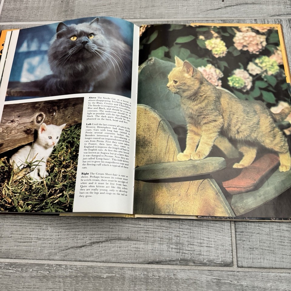 All Color Book of Cats Hardcover Illustrated Coffee Table Book | eBay