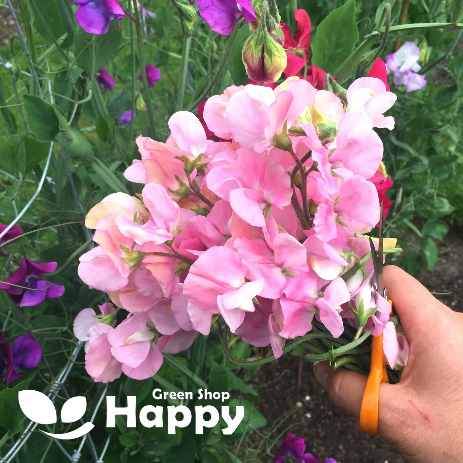 SWEET PEA - NELLIE VINER - 15 SEEDS - Lathyrus Odoratus - Pale Rose ...