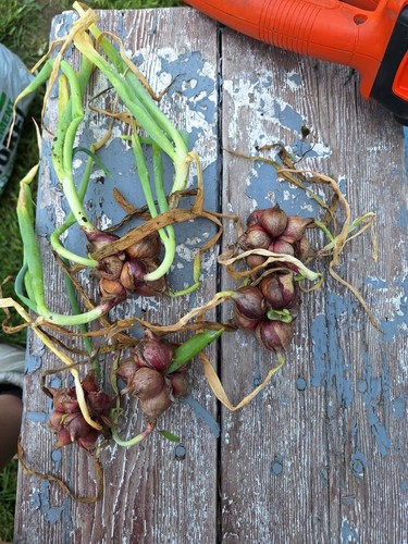 25 Egyptians Walking Onions,Tree Onion, Walking Onions, Perennial ...