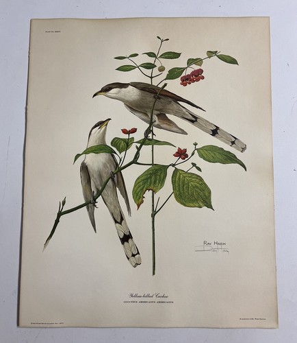 Vintage 1971 Ray Harm Yellow-Billed Cuckoo Hand Signed Litho Wildlife ...