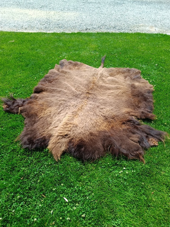 American Buffalo Tanned Hide w/Tail* LARGE | eBay