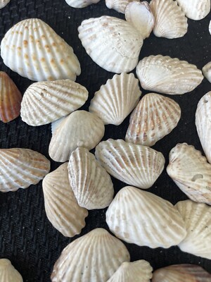 Angel Wing Shells | eBay