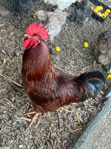 Rhode Island Red Hatching Eggs (10+) | eBay