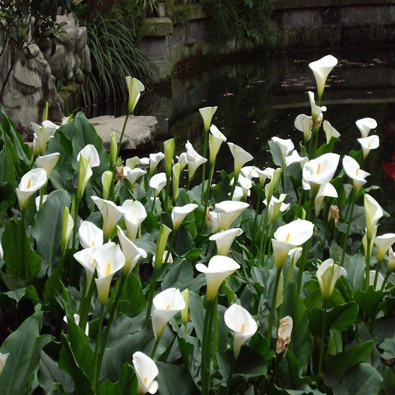 100 Mix Seeds Rare Calla Lily Seeds Flower Seeds Perennial Flowers | eBay