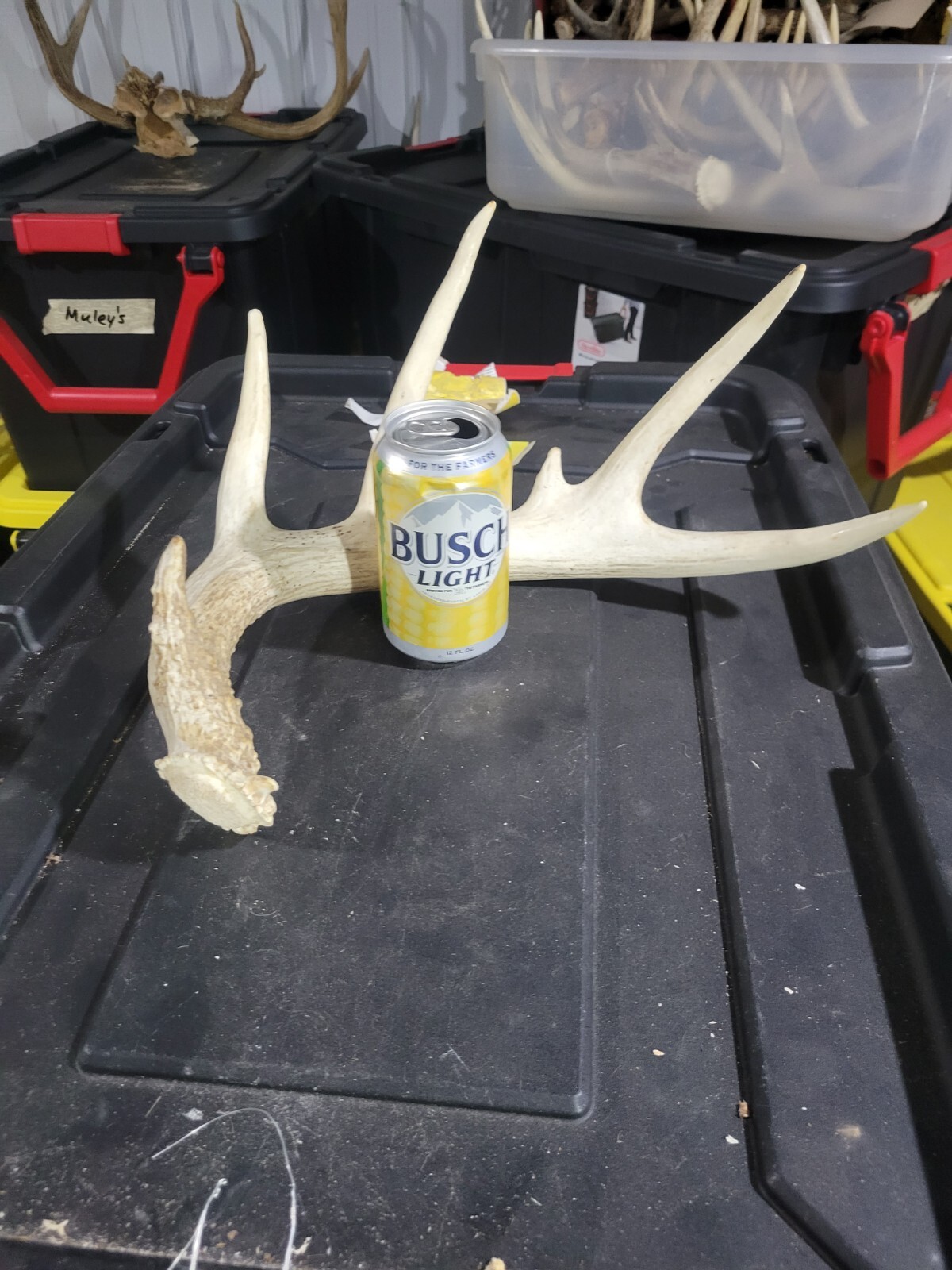 Wild Whitetail Deer Antler Shed Horn Rack Decor Craft 5 Point Decor ...