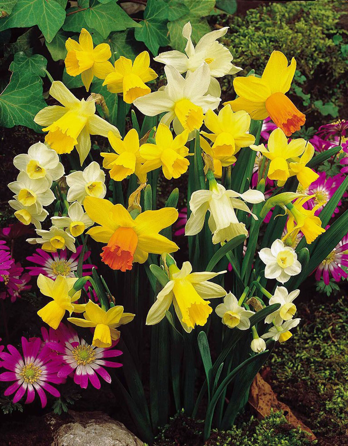 1-1000 MIXED MINIATURE DAFFODIL/NARCISSUS BULBS SPECIAL MIXTURE DWARF ...