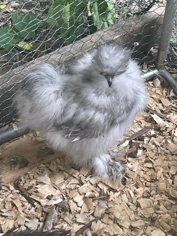6++ Show Quality PURE Silkie Hatching Eggs Frizzle Showgirl Bearded | eBay