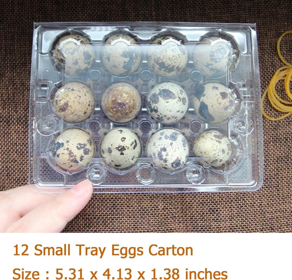 Bulk 25 Count Quail Egg Cartons - Clear Rectangular Containers with ...