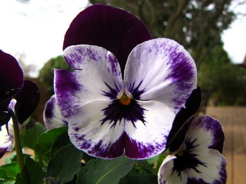 Viola Seeds 25 Penny Mickey Viola Cornuta Seeds | eBay