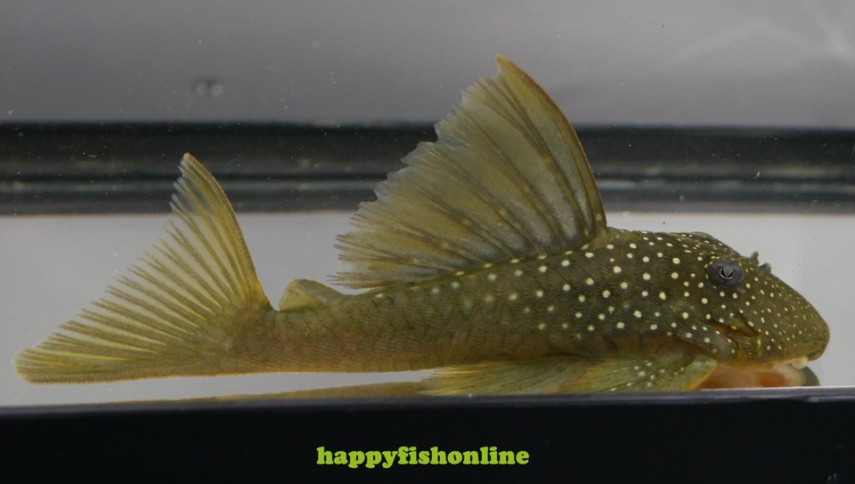 L200 GREEN PHANTOM PLECO! ABSOLUTELY GORGEOUS JUVENILE LIVE FISH! WC 7 ...