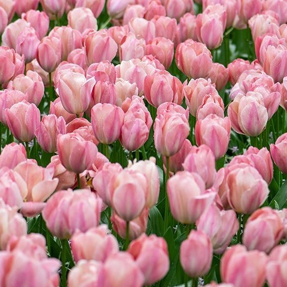 10 Tulips Mystic van Eijk Pink Tulipa Bulbs Flowers Perennials New ...