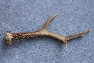 REAL ROE DEER ANTLER (HORN, CABIN, KNIFE, CARVING, ART, JEWELRY) | eBay