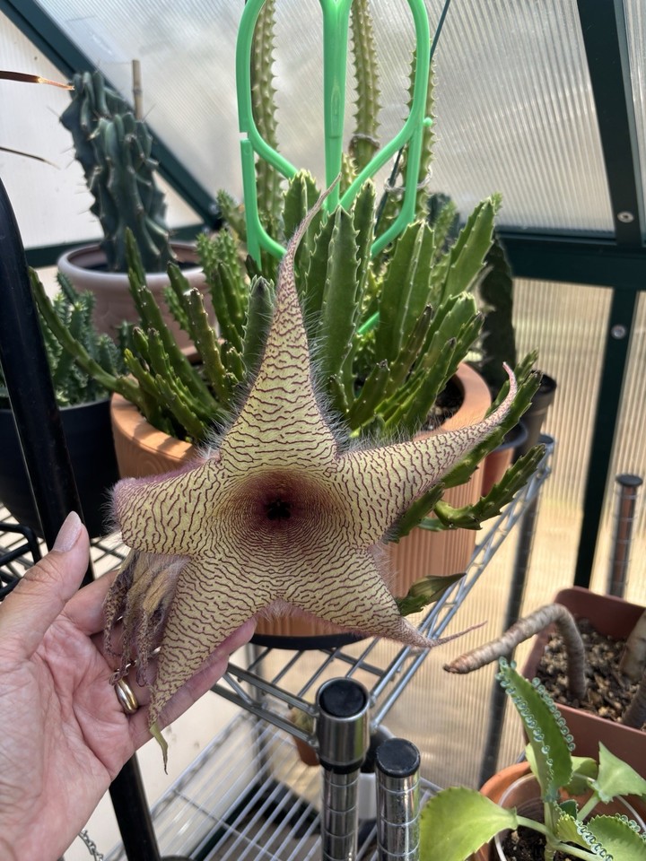 Exact Stapelia Gigantea Giant Starfish Flower Carrion Live Rooted ...