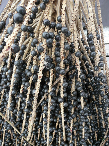 8 Fresh seeds of Euterpe oleracea - Dwarf Para Açaï - Tropical Palm ...