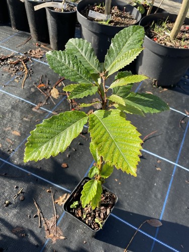 American Chestnut Tree 🌰 Castanea dentata Sapling 🇬🇧 UK Grown | eBay UK