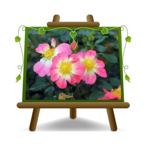 Embouts Rose Coprisuolo Abeilles Jar Bicolor Fiore 2-4 CM Vase 19x19cm ...