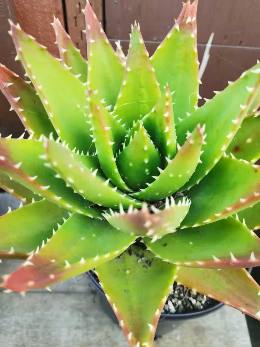 Aloe Brevifolia Variegata