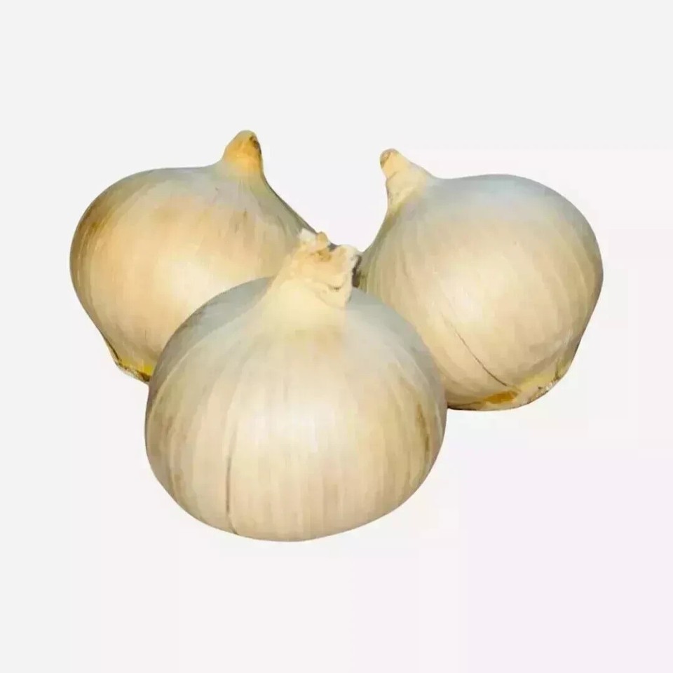 3 PCS PROTECCION - MALE GARLIC 3 PCS - PROTECTION LUCK | eBay