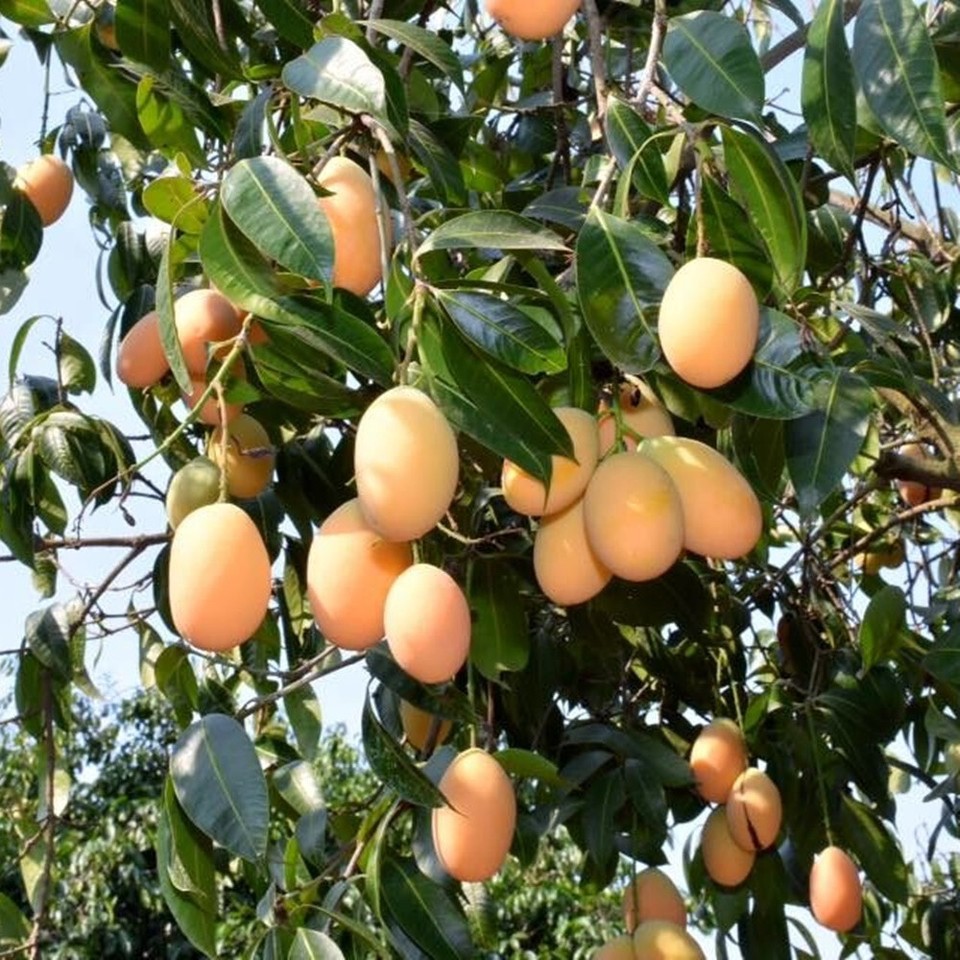 Plum Mango Grafted Plant Maprang Fruit Bouea Macrophylla Tree Tropical ...