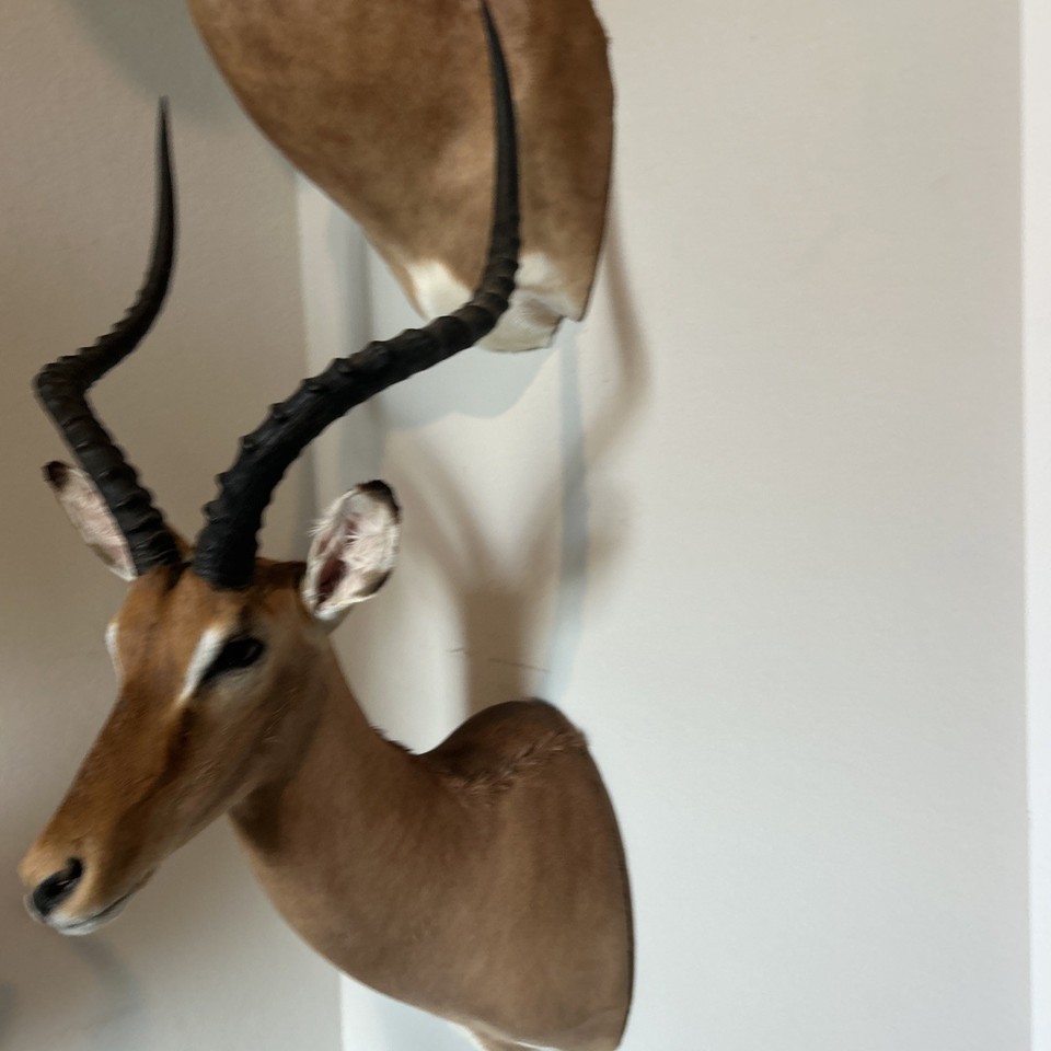 African Impala Taxidermy Shoulder Mount | eBay