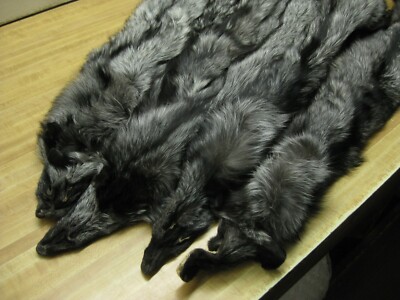 SILVER FOX FOX HIDE Tanned X LG # 1 & 2 MISSING OR BAD TAIL Great Color ...