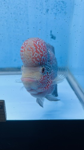 Super Red Dragon Flowerhorn The King Kamfa Fry 5 to 6 inche Usa Seller ...