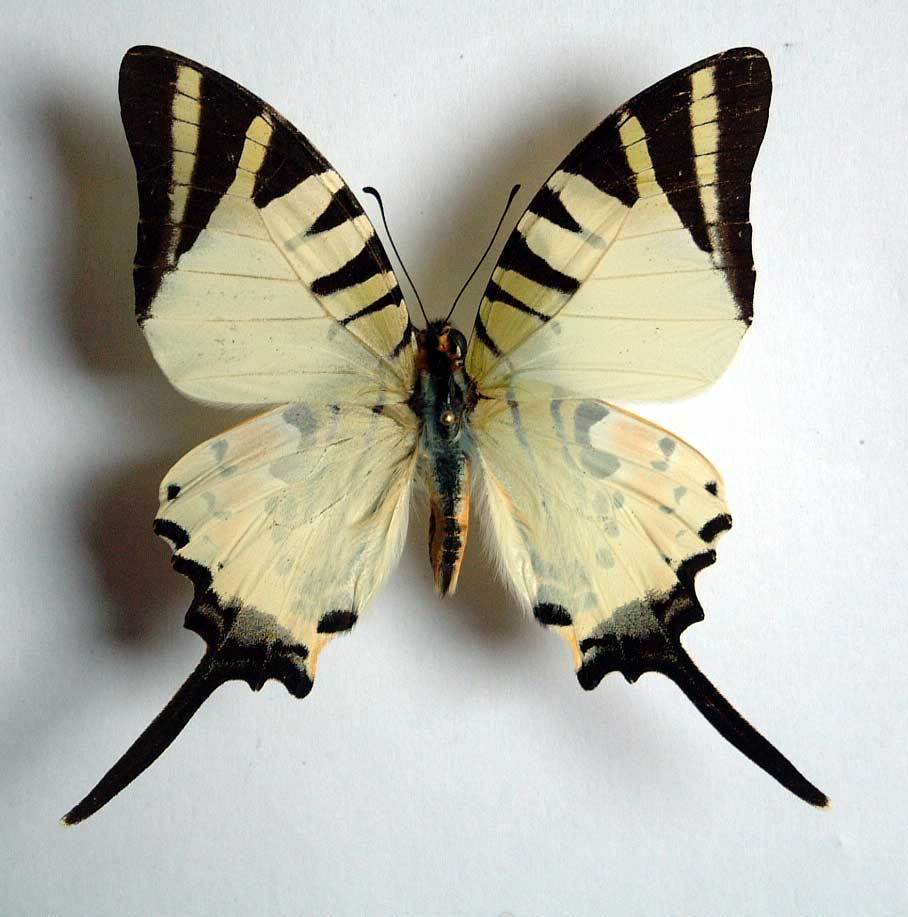 GRAPHIUM ANTIPHATES ALCIBIADES - unmounted butterfly | eBay