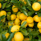 50 Lemon Seeds Lemon Tree Seed Citrus limon Heirloom Organic | eBay UK