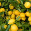 50 Lemon Seeds Lemon Tree Seed Citrus limon Heirloom Organic | eBay