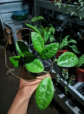 Hoya Megalaster Sp Papua House Plant Already Growing - Fast Shipping | eBay