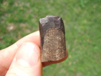 BARGAIN MEGALONYX SLOTH MOLAR TOOTH FLORIDA FOSSILS ICE AGE CLAW ...