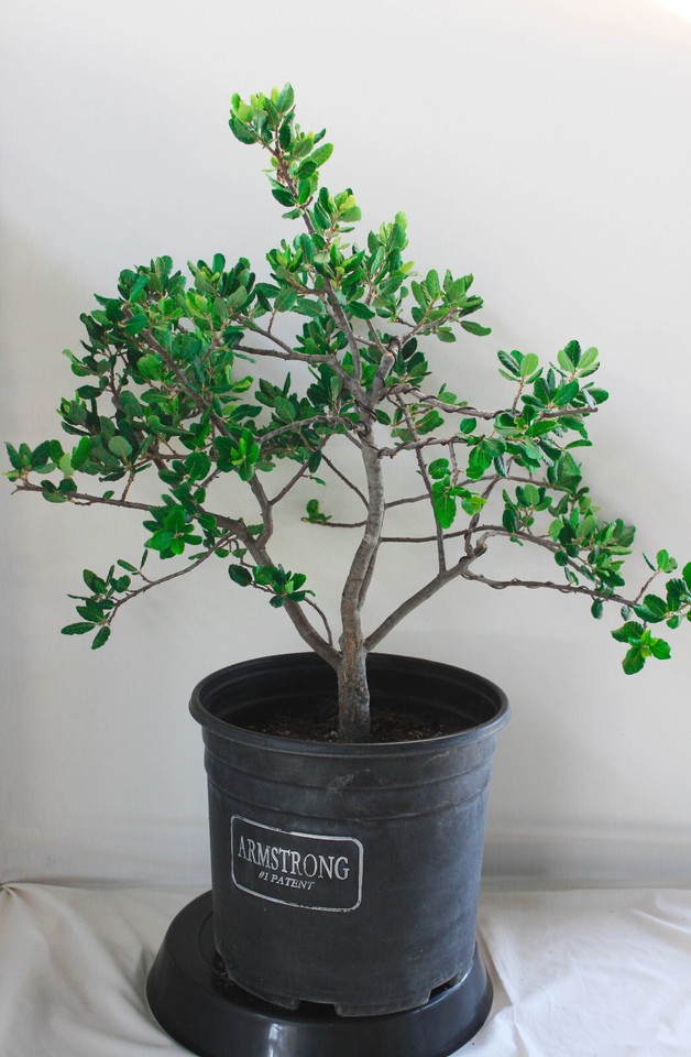 Cork bark oak prebonsai tree - 2gallon, starting to show handsome corky ...
