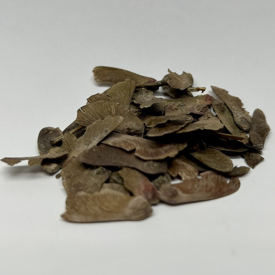 Japanese Red Maple Bonsai Tree Seed Pack Acer Palmatum Atropurpureum | eBay