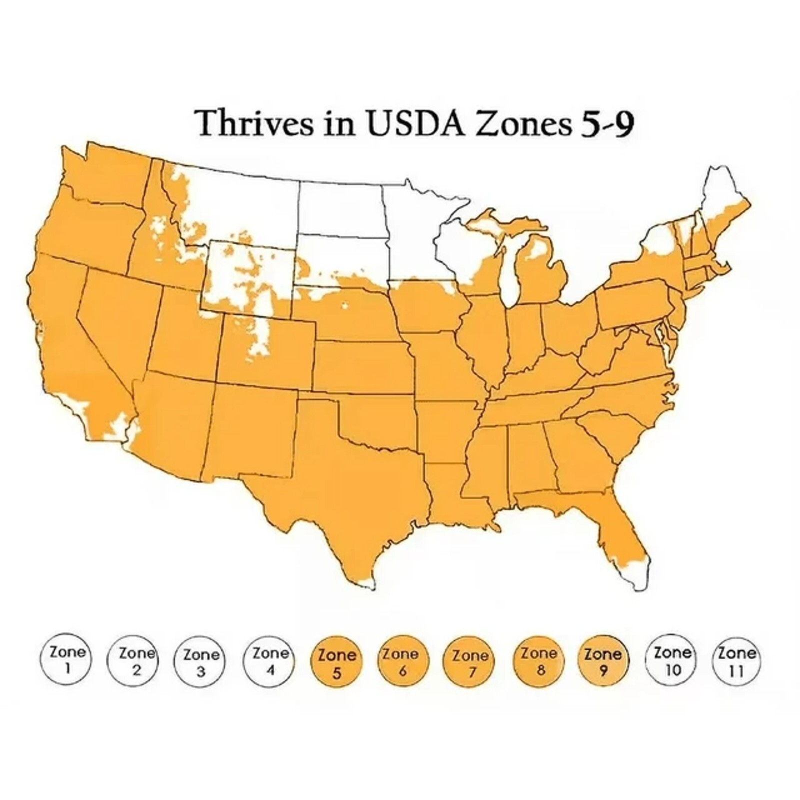 16OZ Russet Seed Potatoes | USDA Certified Planting 1lb Burbank Potato ...