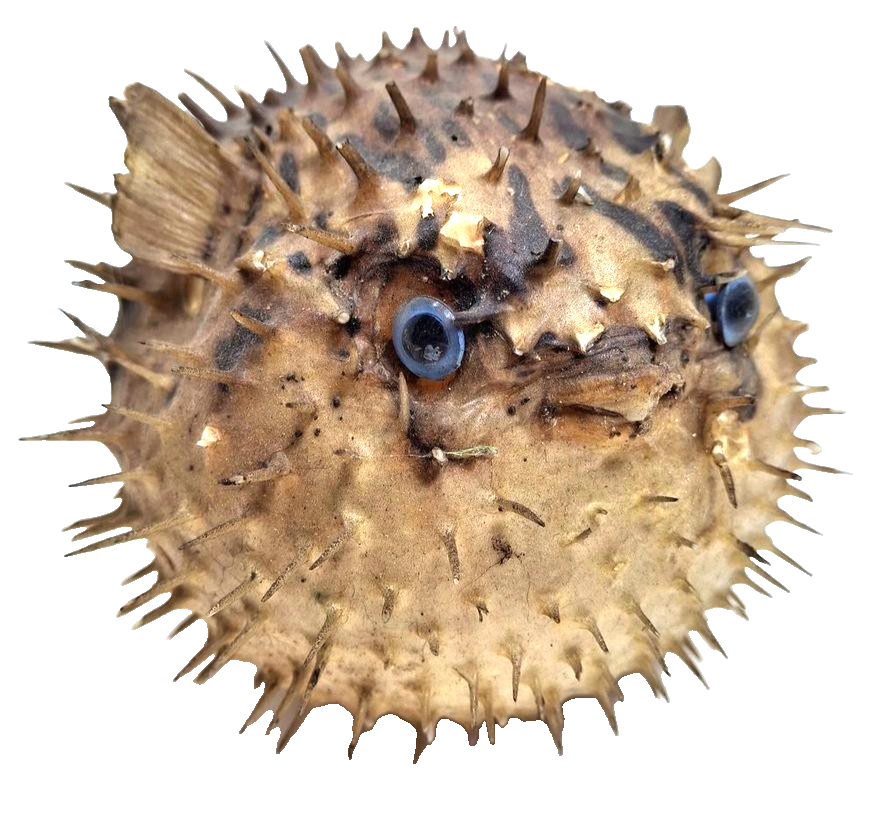 Genuine Dried Puffer Blowfish 5" diam. Very Sharp Spines Taxidermy | eBay