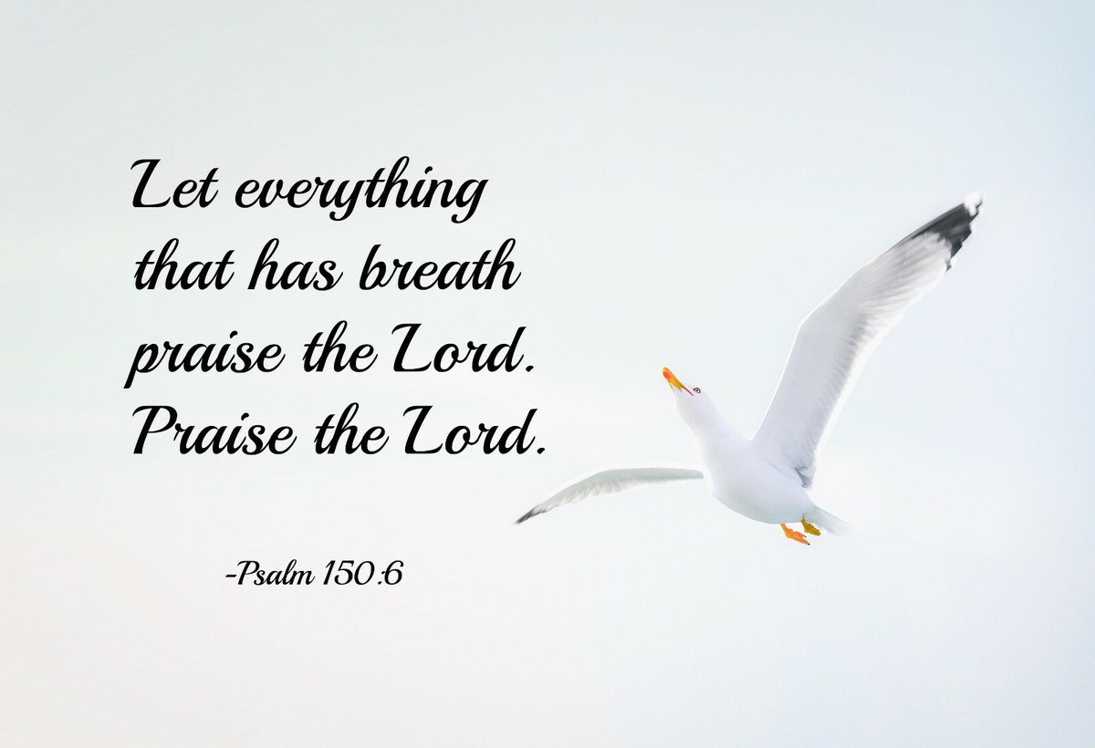 Let Everything That Has Breath Praise The Lord Wallpaper