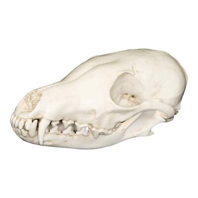 Replica Arctic Fox Skull | eBay
