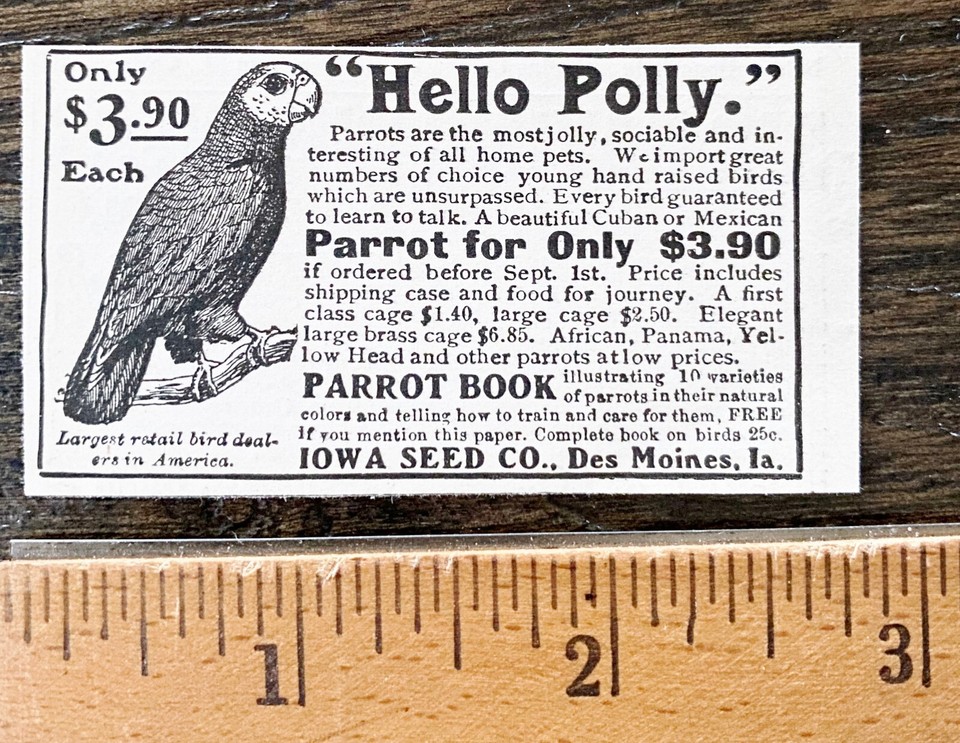 Des Moines Iowa Seed Co HELLO POLLY Parrot Bird For Sale $3.90 Vtg 1903 ...