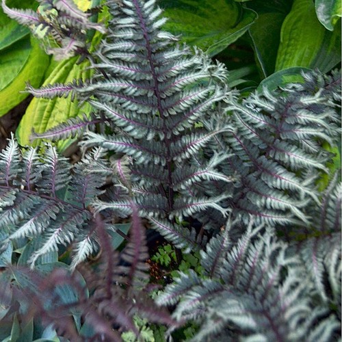 Athyrium Japanese Surf Crested Fern Painted Lilac Stem Out Live Plant ...