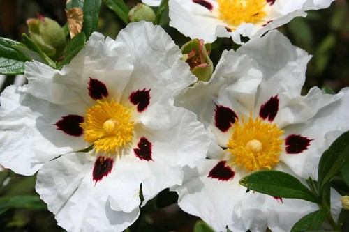 CISTUS ALAN FRADD PLANT HARDY SHRUB WHITE FLOWERS ROCK ROSE EVERGREEN ...